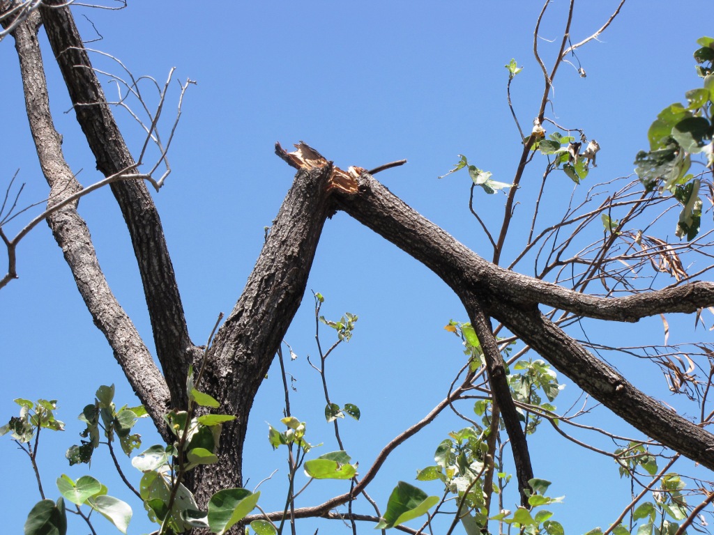 Wylo yard: Cyclone Yasi