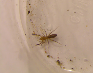 Alma biológica: "Gladiator", el solífugo hambriento