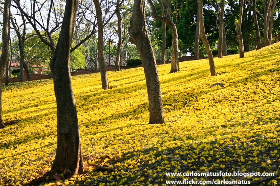 Mirada Hibrida: Pasto Amarillo