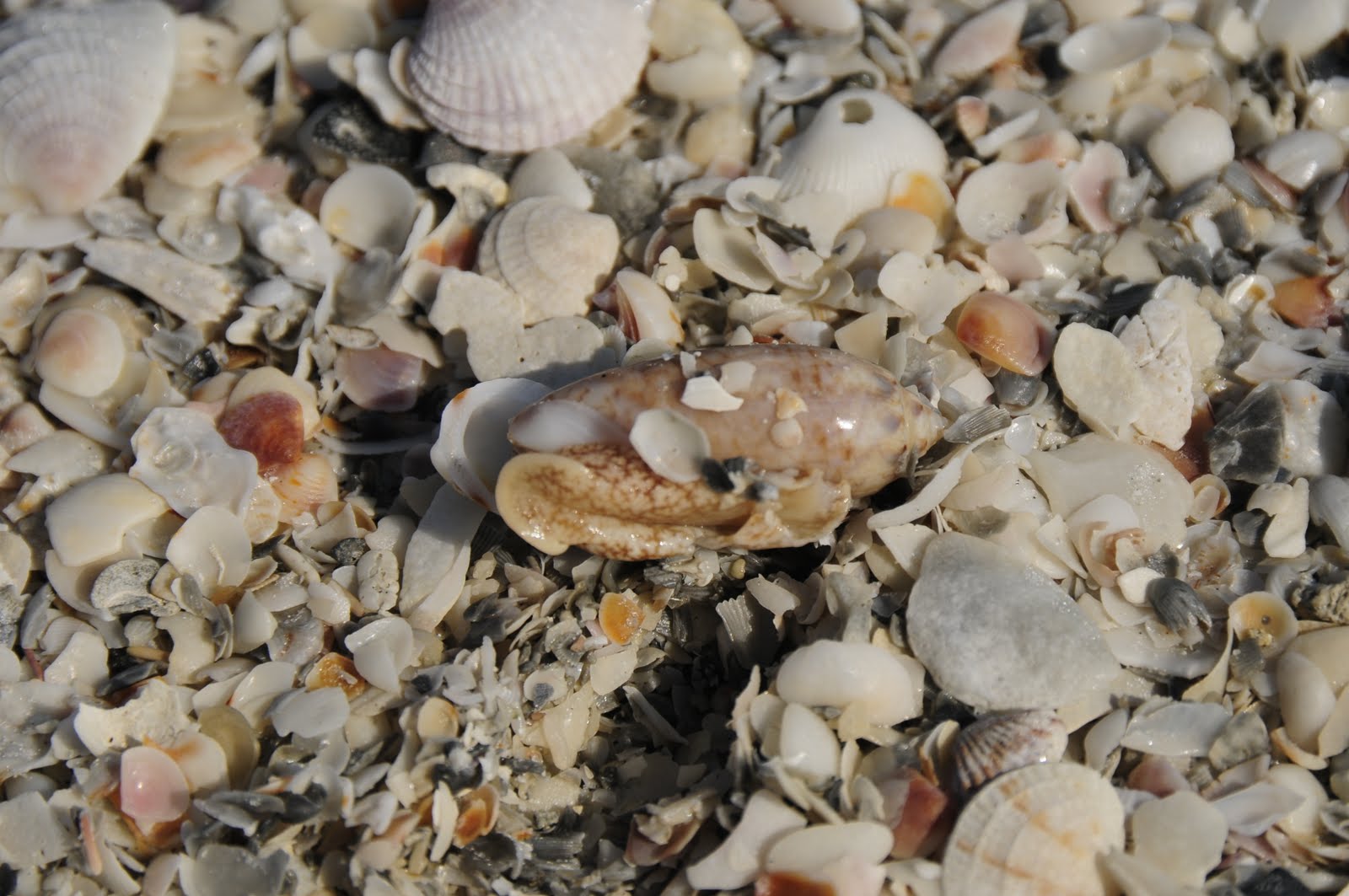 Capt. Brian's Observations On The Water: Live Olive Shells