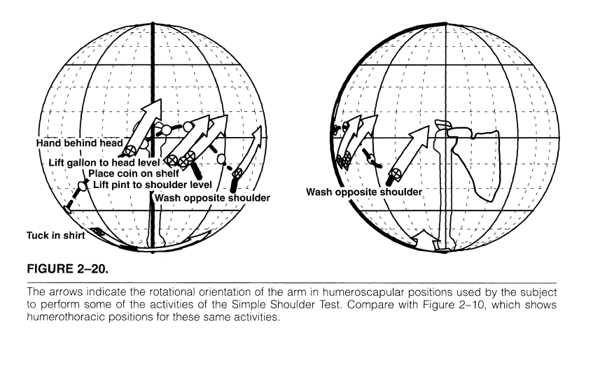 UW Shoulder and Elbow Academy: Kinematic analysis of dynamic shoulder ...