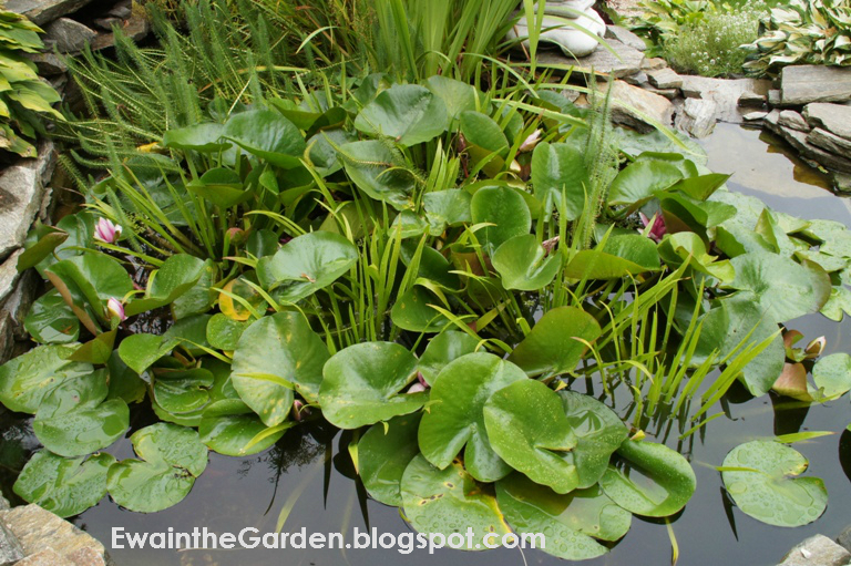 Ewa in the Garden: How to grow water soldier...