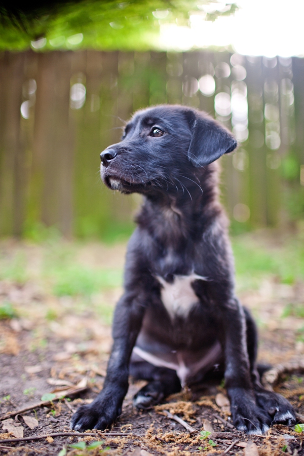 Itty Bitty & Fluffy: Fluffy Friends - Beckham, Brady, Camden & Dana ...