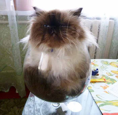 15 Hilarious Photos Of Cats That Prove They Are Liquid