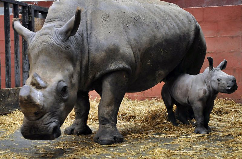 Think Theta: Photos of baby animals from around the world