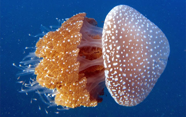 Ketahui Jenis Ubur-Ubur Paling Unik dan Aneh di Lautan - Berita Aneh ...