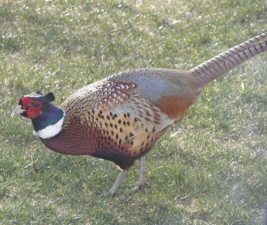 Doda's Creative Wanderings: Watch the Birdy