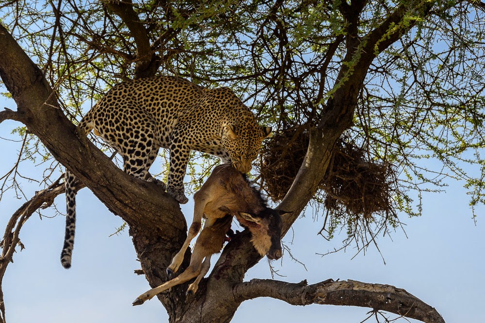 Rudolf Hug, Fotografien: Raubkatzen in der Serengeti