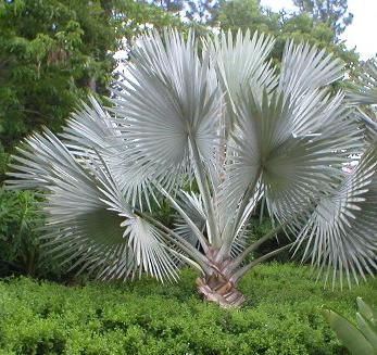 Jual Pohon Palem Kipas | Jual Macam-Macam Pohon Palem - CENTRAL TANAMAN