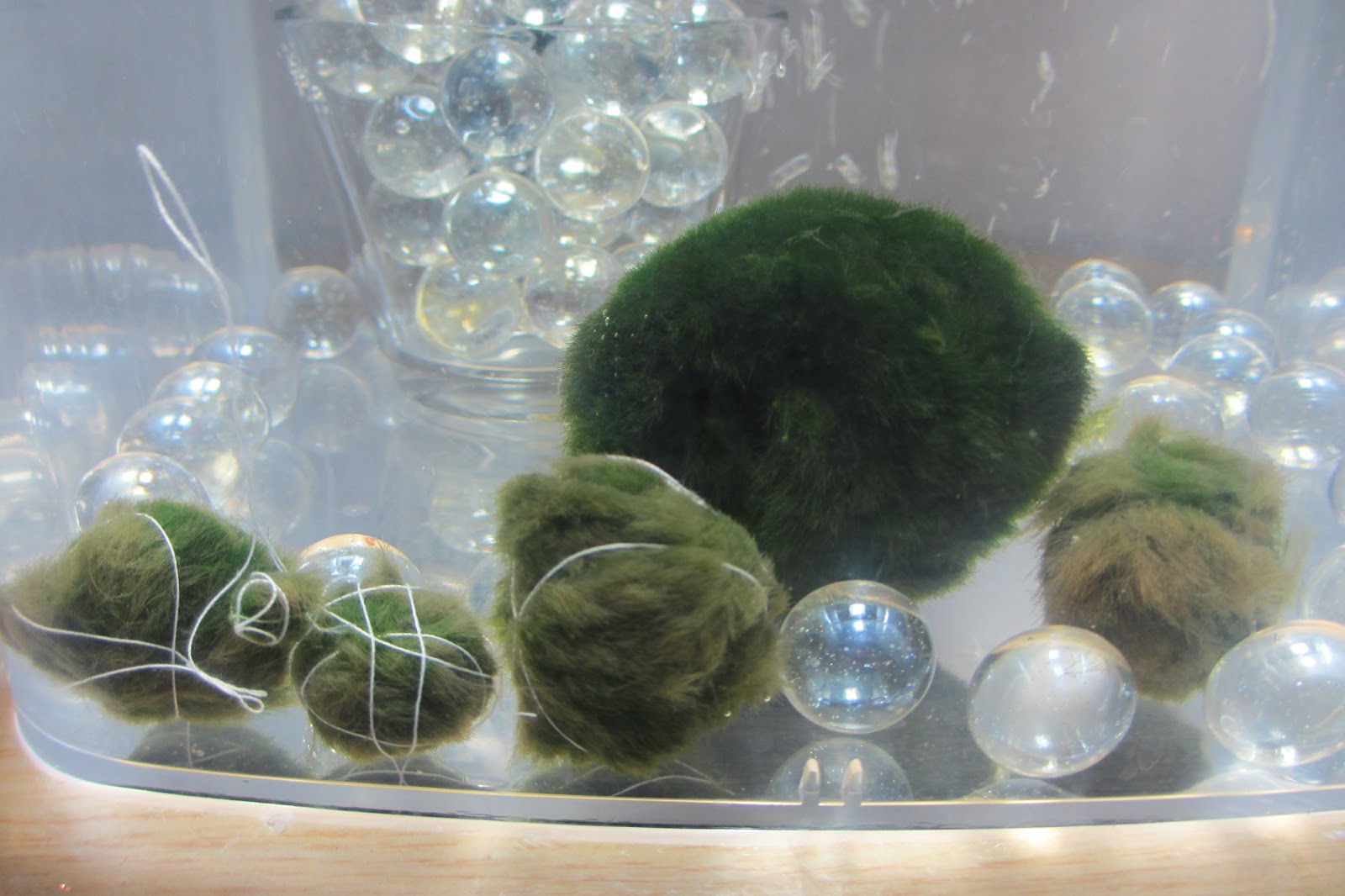 Marimo Care: Sick marimo