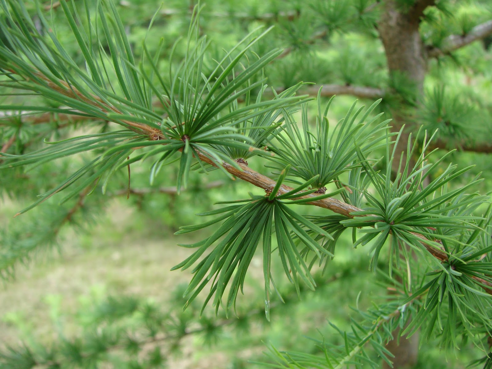 Trees Planet: Larix decidua - European Larch