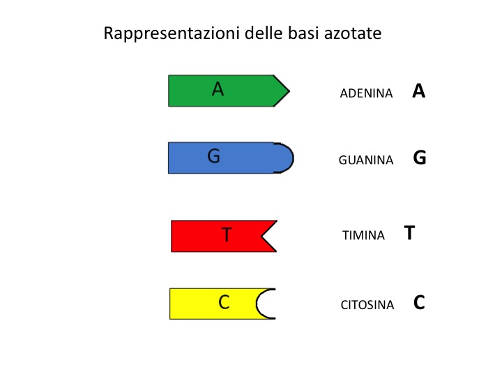 Prof. Andrea Mazzavillani: Struttura del DNA