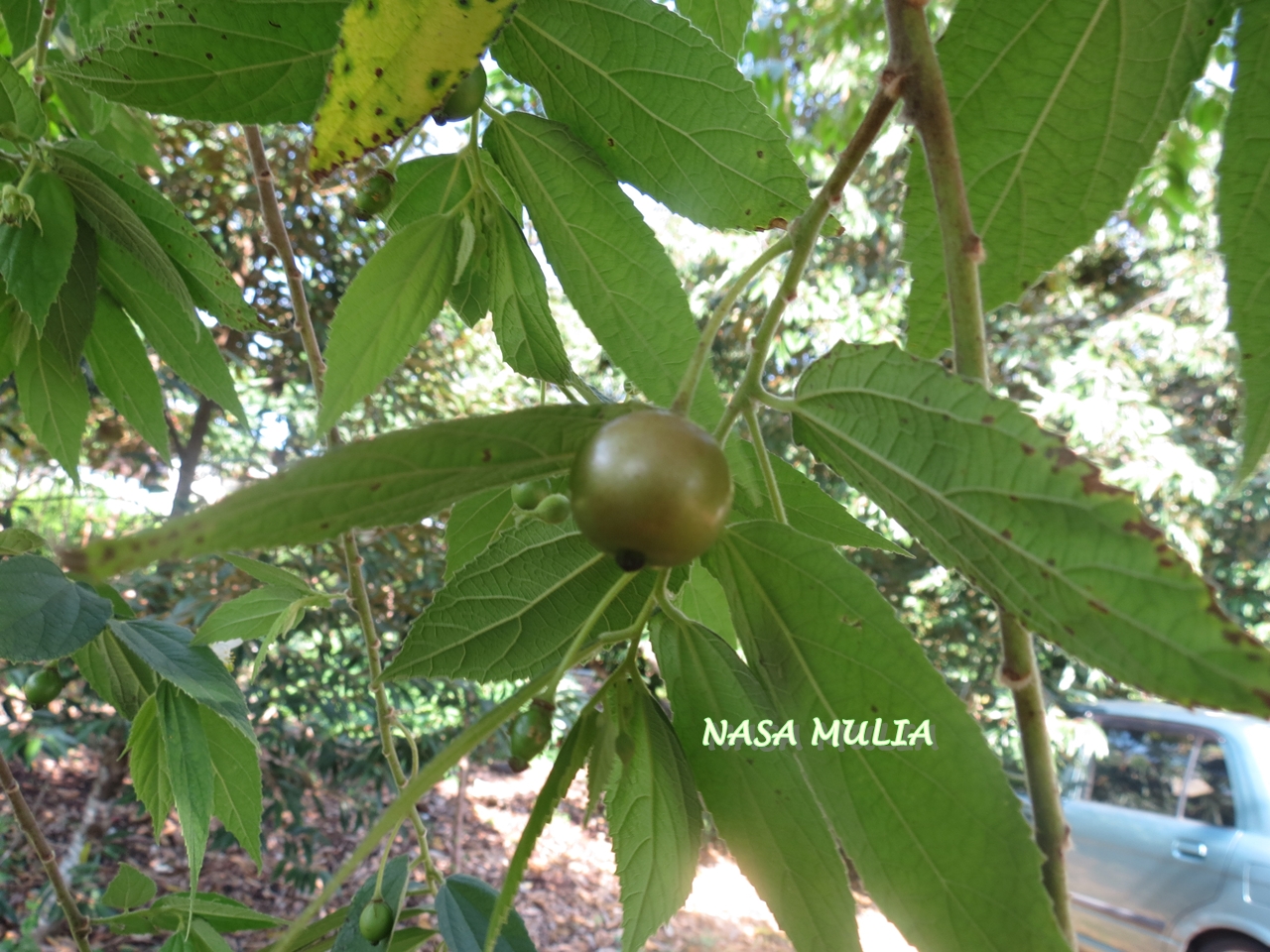 warna warni hidupku..............: Pokok Ceri & Catatan Untuk Ana...