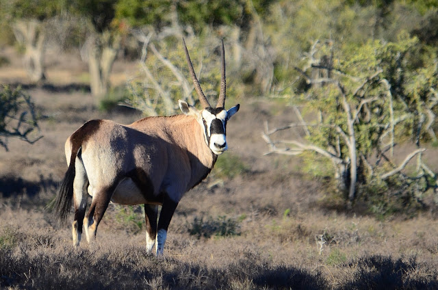 Far and Wild Safaris Blog: Samara Private Game Reserve - The Manor ...