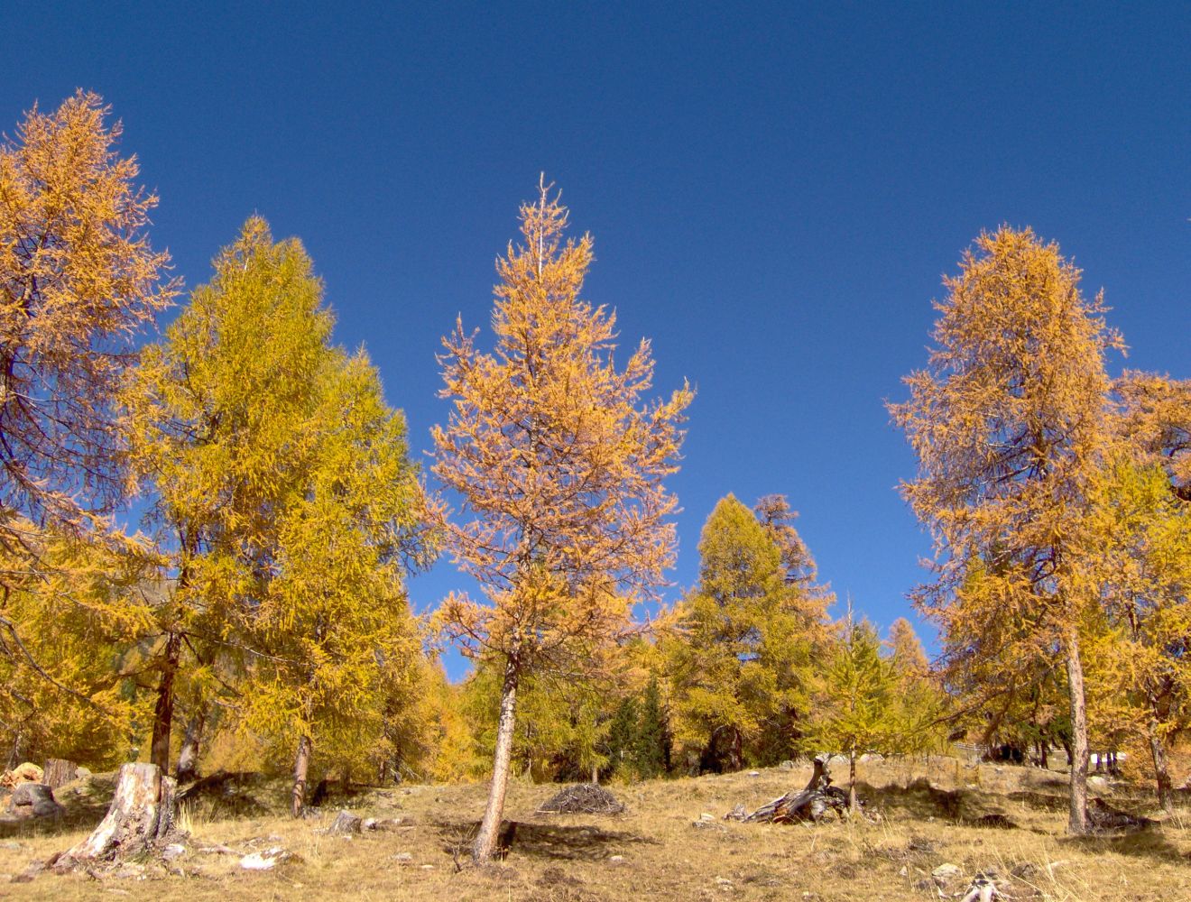 Trees Planet: Larix decidua - European Larch
