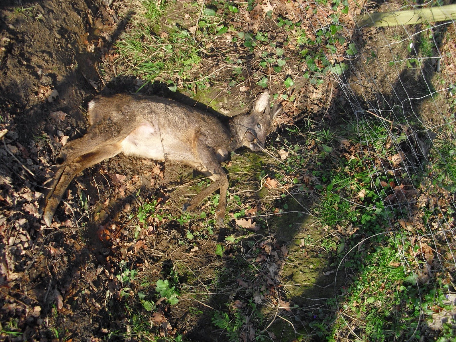 Los ecologistas denuncian la muerte de un corzo por la colocación de ...