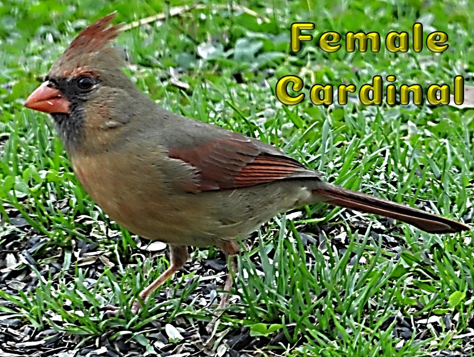 Animal, Nature, and Travel: First visit to Wheeler's National Wildlife ...