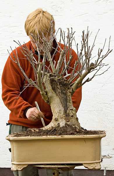 Walter Pall Bonsai Adventures: Big rowan is presentable for the first time