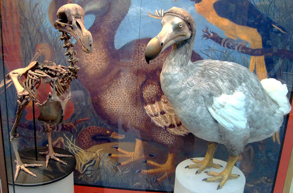 Interesting Facts About Dodos