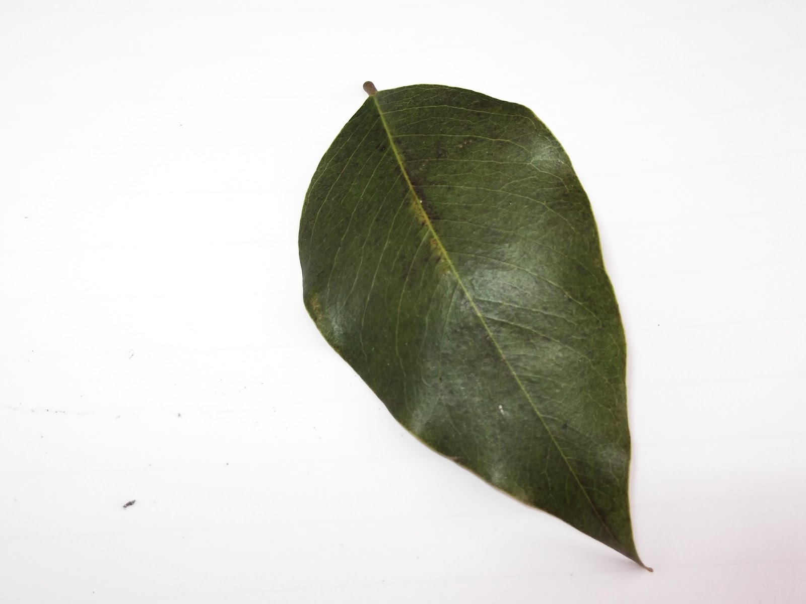 Cassia fistula / Ehala / ඇහැල / Aragvadha/ Rajavruksha/ Sampaka ...