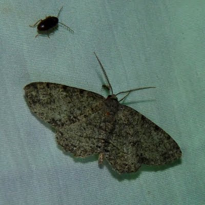 Dendroica: Highlights from East Brunswick's Moth Night