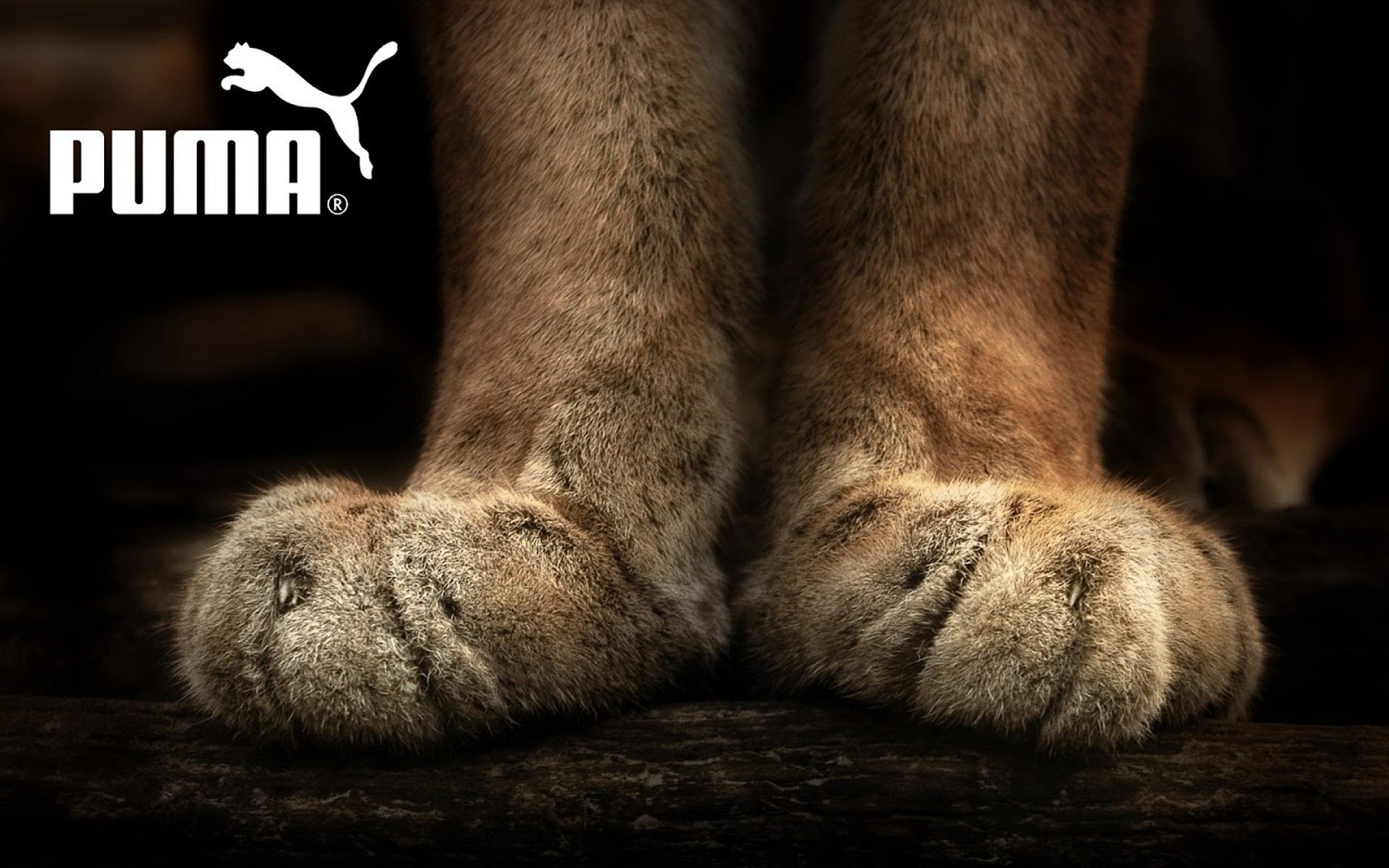 Puma Logo de marca - Fondos de Pantalla HD - Wallpapers HD