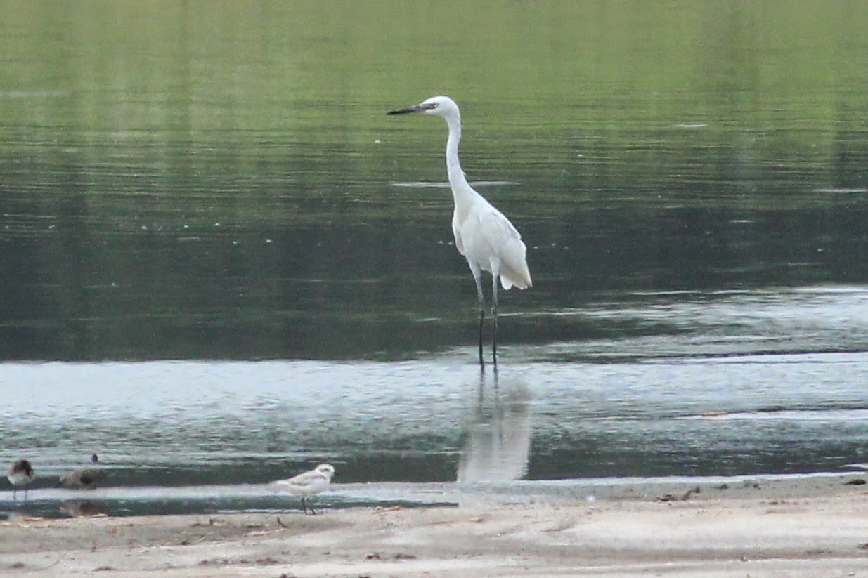 Antshrike's Bird Blog: Collared Plover at Hargill or I'm back Baby! 8/2/14