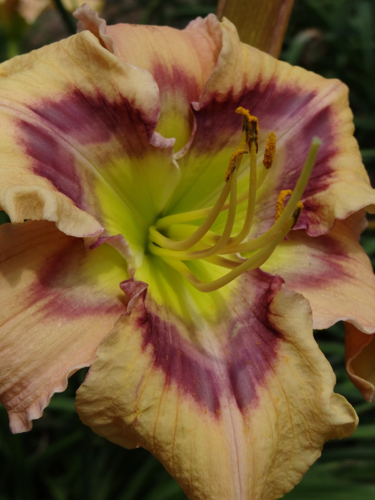 Great color in daylilies! | Defining what IT is... | a girl and her ...