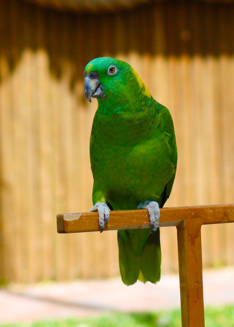 GREEN PARROTS LATEST HD WALLPAPERS - FREE HD WALLPAPERS