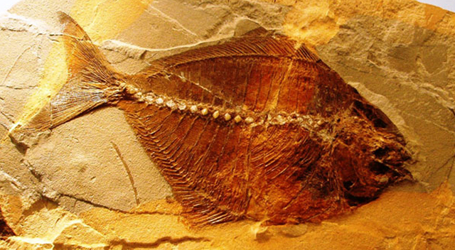 Comprensorio Piccole Dolomiti: Accoglienza ed Ospitalità: Fossili e ...