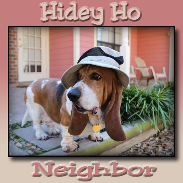 Barking from the Bayou