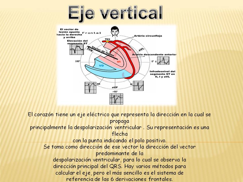 Portafolio de Fisiologia: Eje Vertical