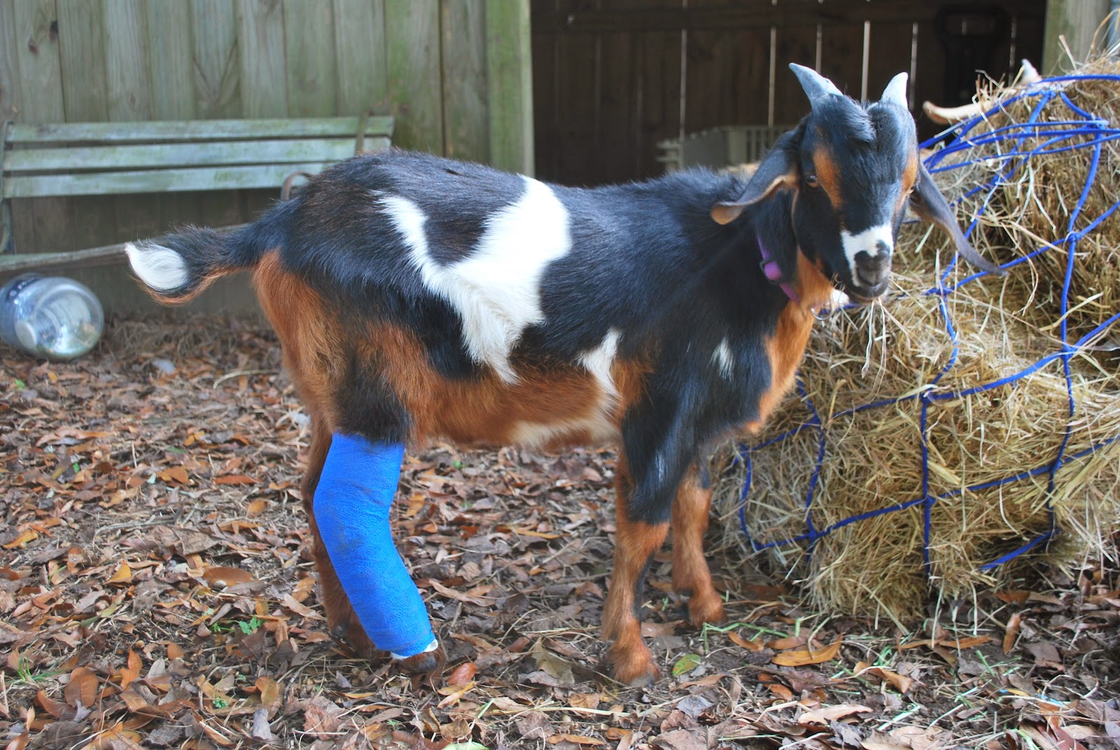 HighTail Farms: Luciano the Caprine Tripod