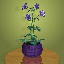 Growing Columbine Flowers in Containers