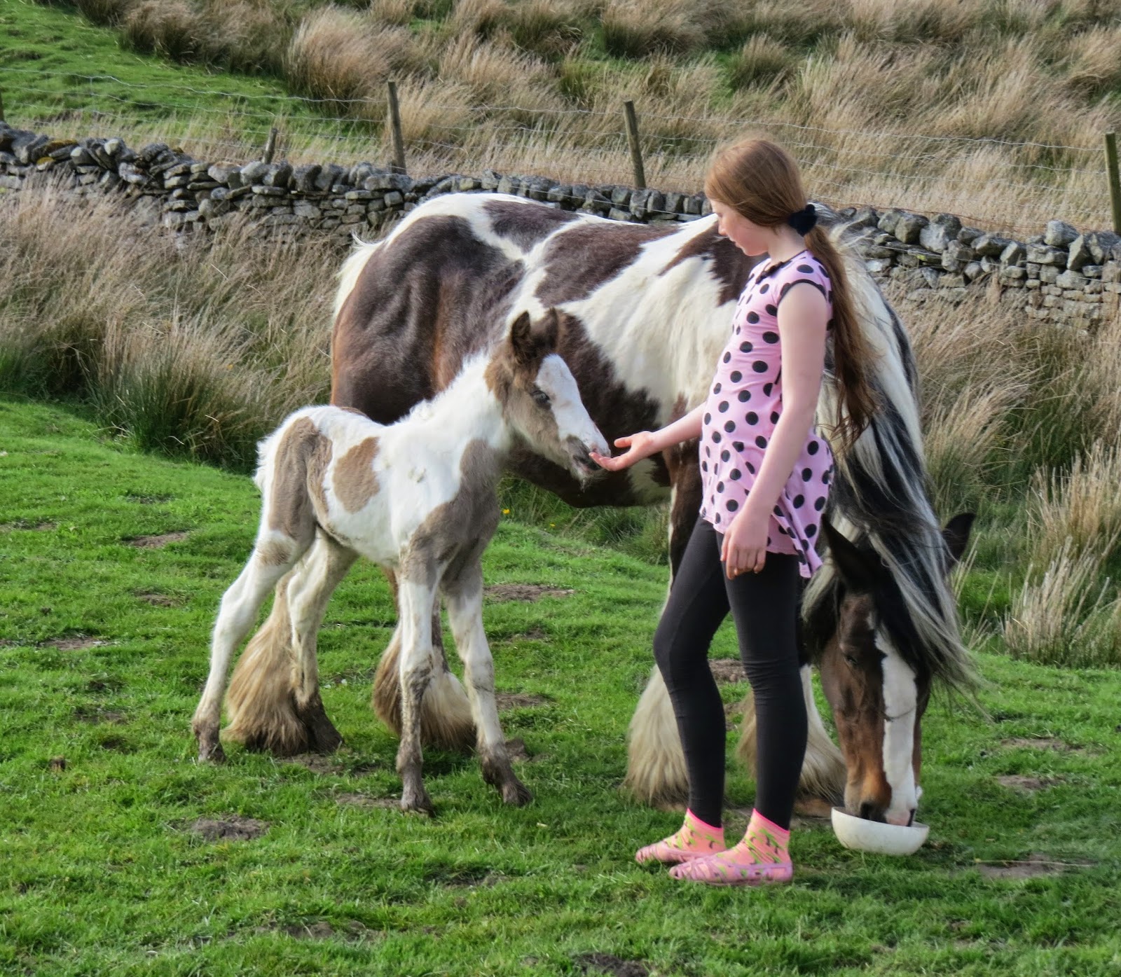 Pry House Farm www.upperswaledaleholidays.co.uk: A new additon at Ravenseat