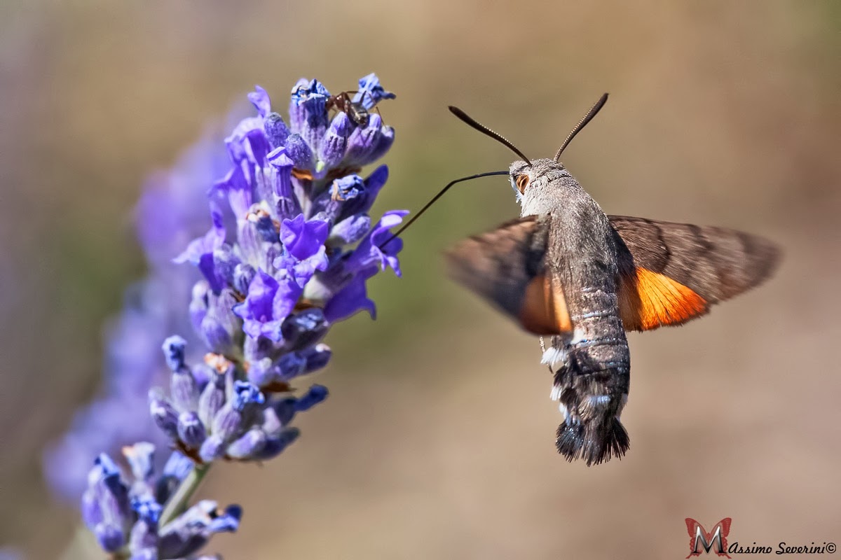 Classe Terza: La bocca della farfalla: la spirotromba.