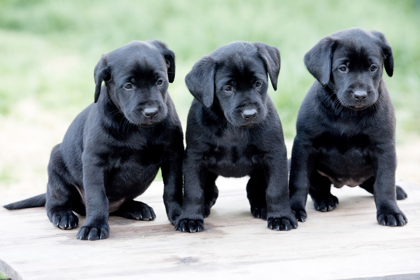 Gallery | UKLabradors.com