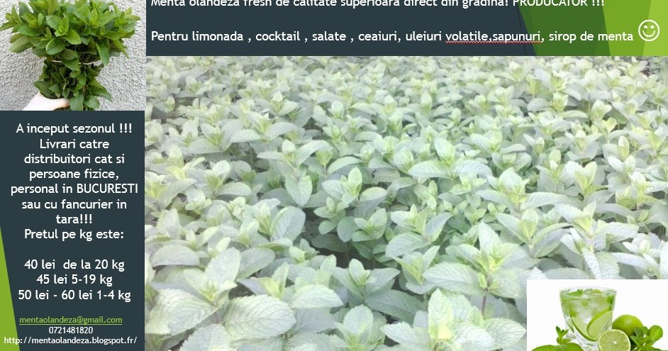 Menta Olandeza sau Izdraeliana: Aprilie menta fresh