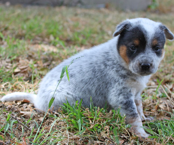 Queensland Heeler Puppy Dogs For Sale in Ventura County, Southern ...