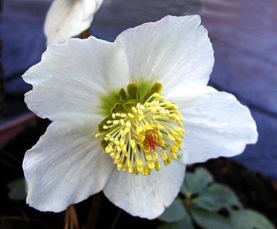 The Philosopher's Stone: Christmas Roses