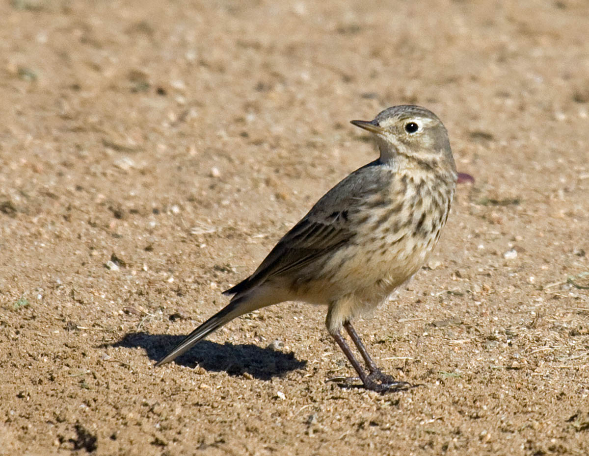 American Pipits in Imperial Beach - Greg in San Diego