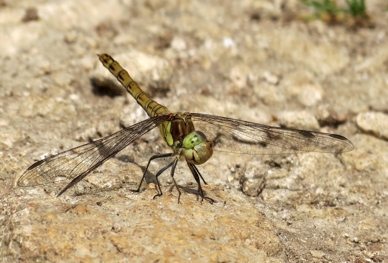 Hedgeland Tales: Common Darter