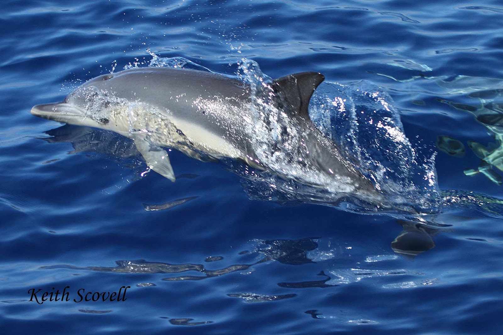 Keith Scovell's Wild Life: Azores Common Dolphins (part 2)
