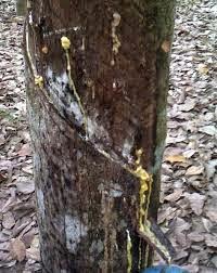 Jenis-jenis Hama Pada Tanaman Karet