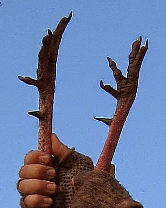 trophy-hunting: Big Osceola Turkey Spurs 2014!