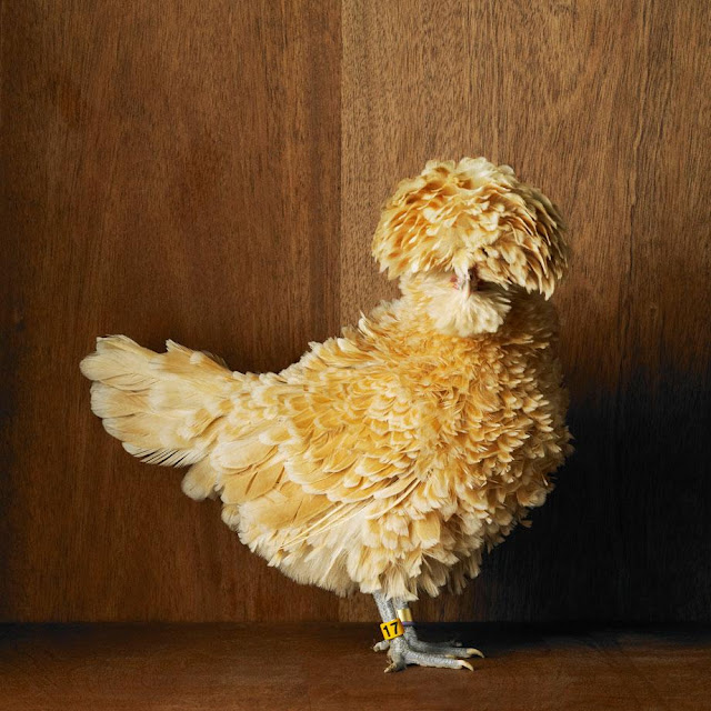 These Are the Most Magnificent Chickens You’ll Ever See - Magazine ...