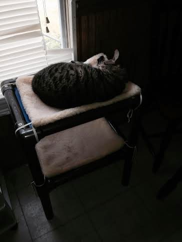 Kuranda Cat Tower Review | Stacey's Reviews