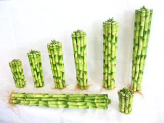 Personal...: Cutting Lucky Bamboo