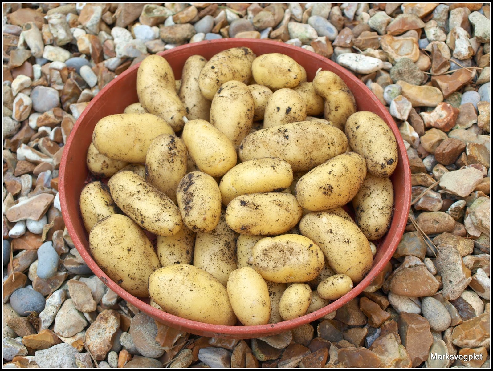 Mark's Veg Plot: A comparison of some Early potatoes
