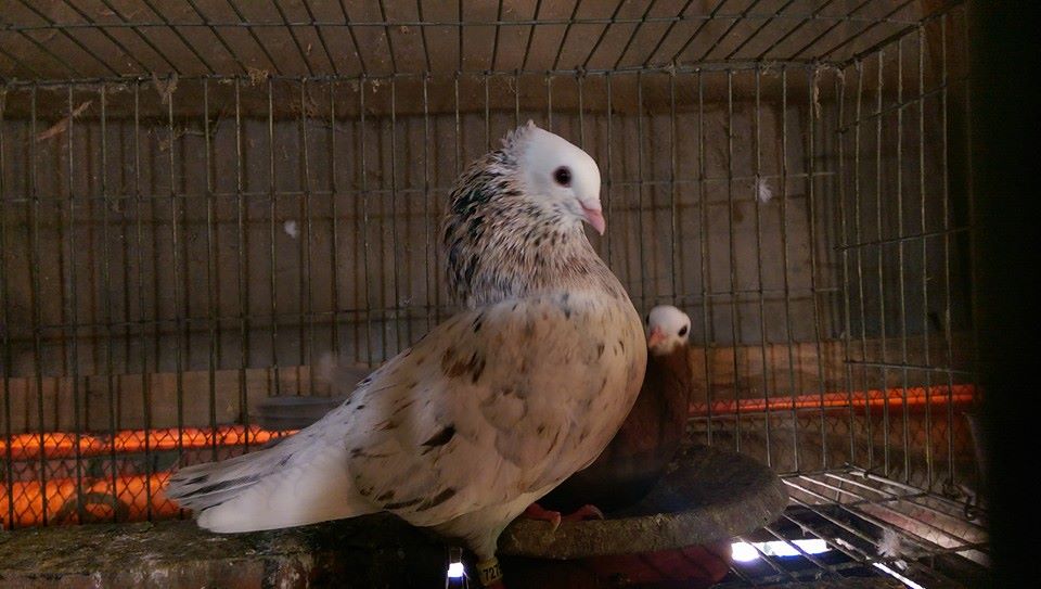 World of Pigeons and Doves: Mookee Pigeon